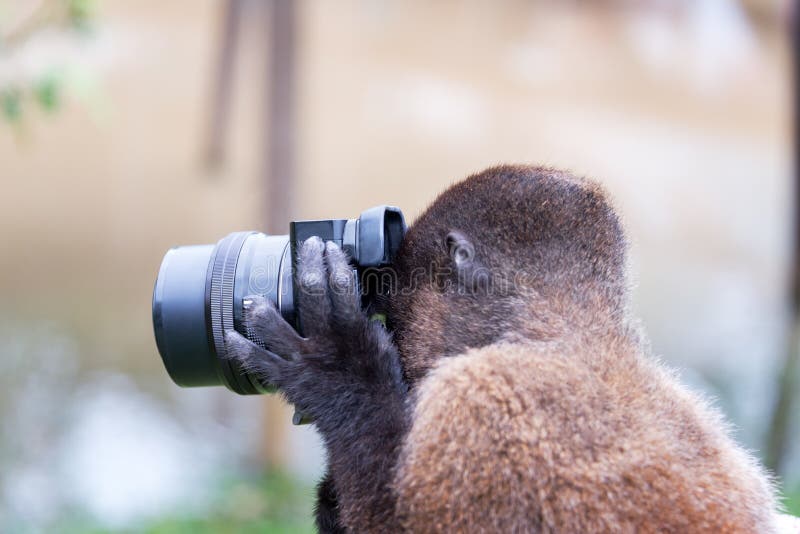 Monkey Taking a Picture stock image. Image of peru, brazil - 60358327