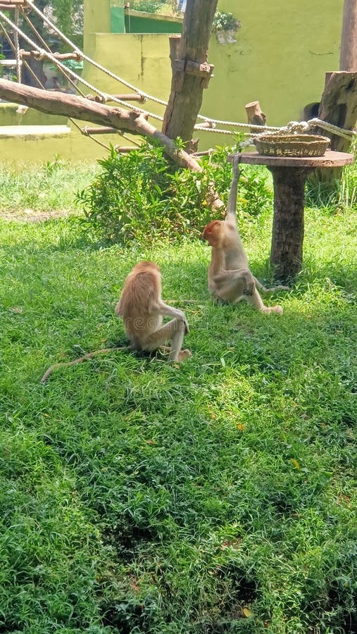 Monkey is Talking with His Friend Stock Image - Image of talking ...