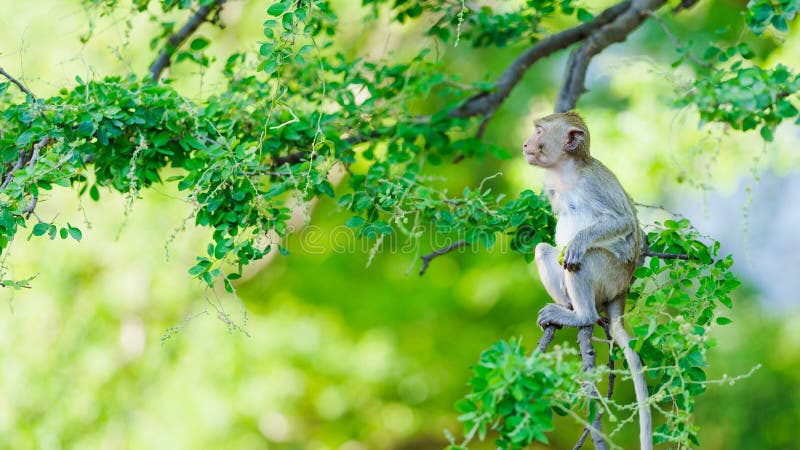 The Monkey on the Tamarind Tree Was Staring at the Tamarind for Food ...