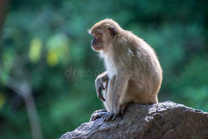 Monkey at Tang Kuan Hill, Songkhla, Thailand. Stock Image - Image of ...