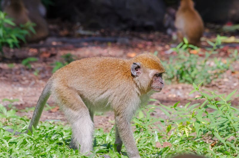 Monkey stock image. Image of outdoors, macaque, primate - 64507315