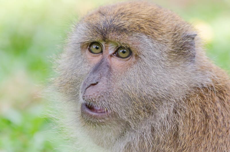 Monkey stock photo. Image of nose, family, macaque, outdoors - 64507376