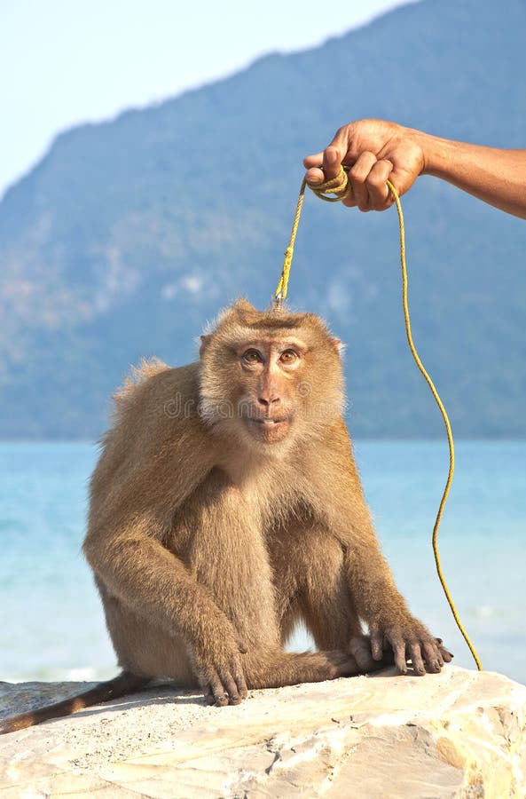 Monkey stock photo. Image of animals, brown, portrait - 40283698