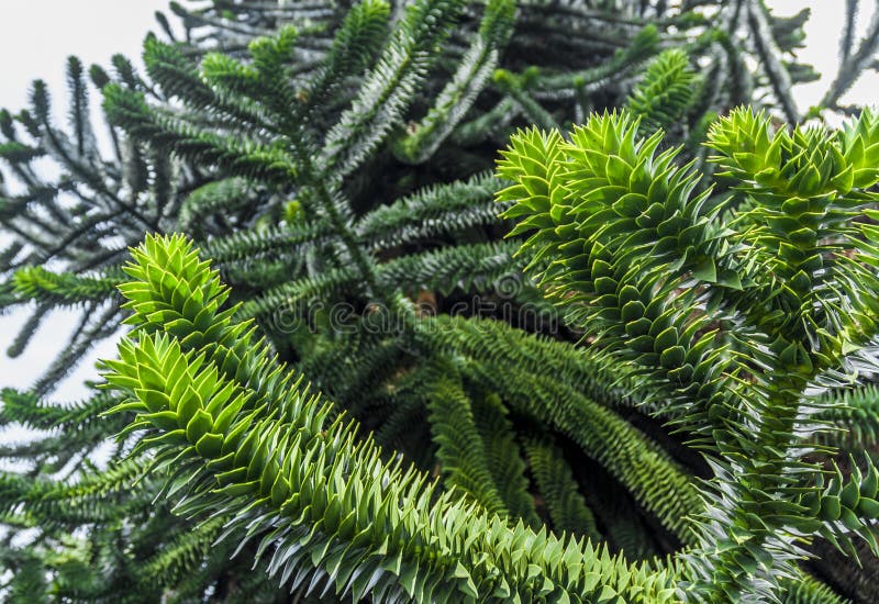 Monkey Tee stock image. Image of flora, tree, fractal - 35818481