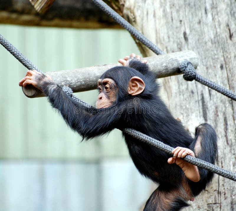 Monkey teen stock photo. Image of nature, mammal, teen - 16481812