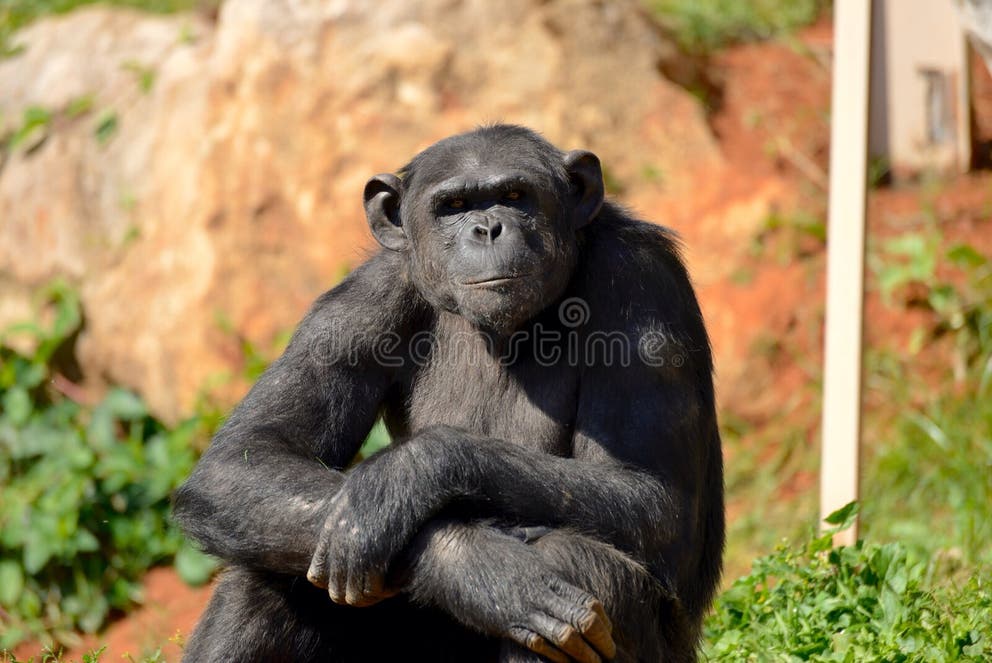 Monkey stock image. Image of wild, morocco, monkey, rabat - 42598719