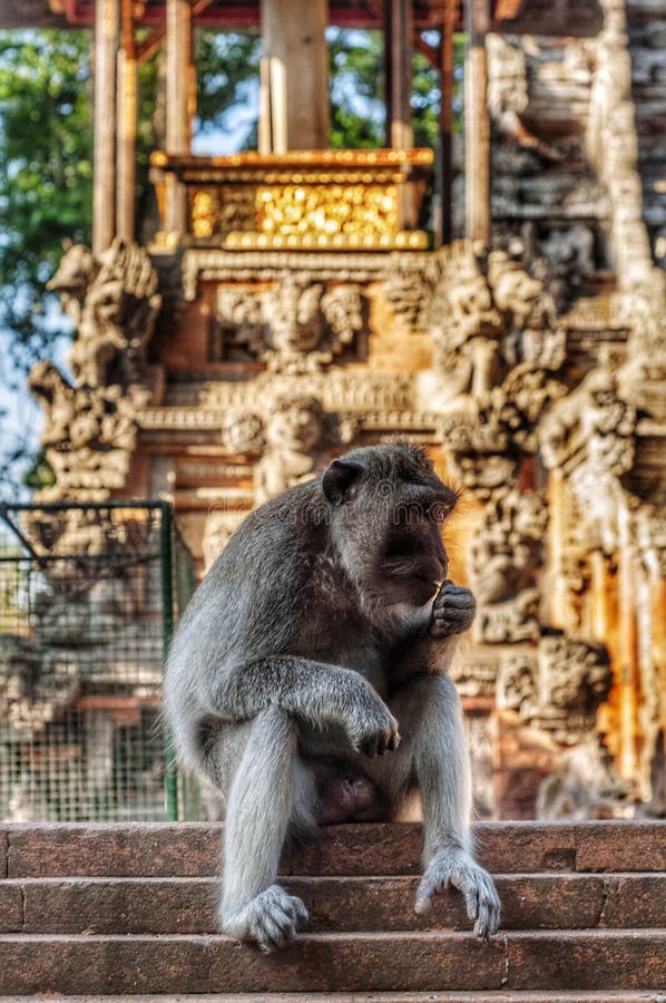 Monkey in a temple stock photo. Image of ubud, monkey - 173010128