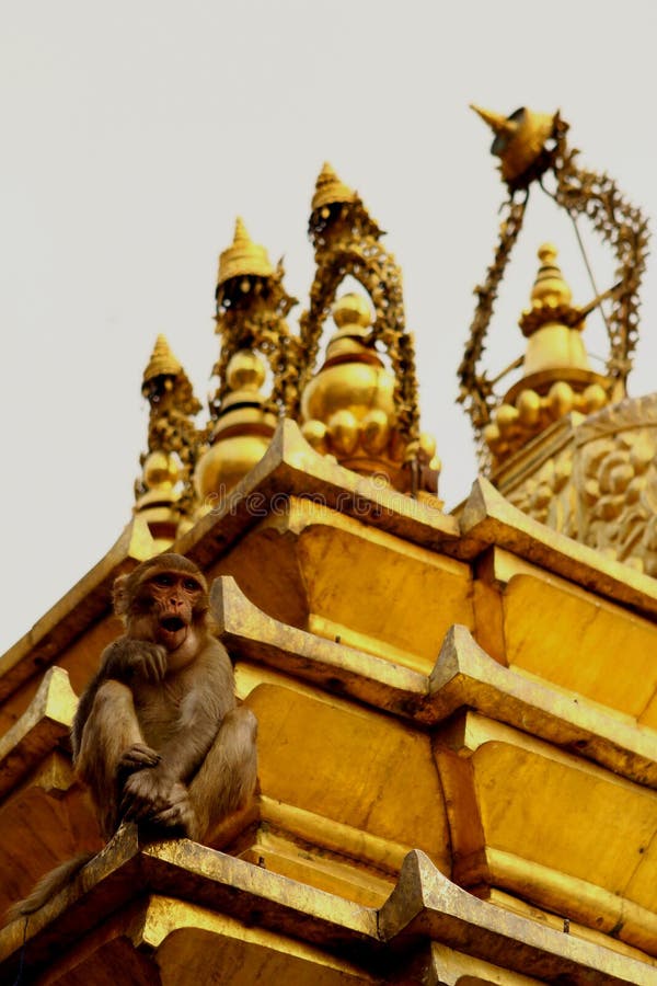 Monkey on temple stock photo. Image of mammal, golden - 24503748