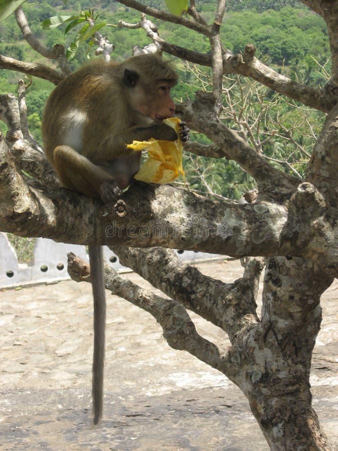Monkey Eating Mango Tree Photos - Free & Royalty-Free Stock Photos from ...