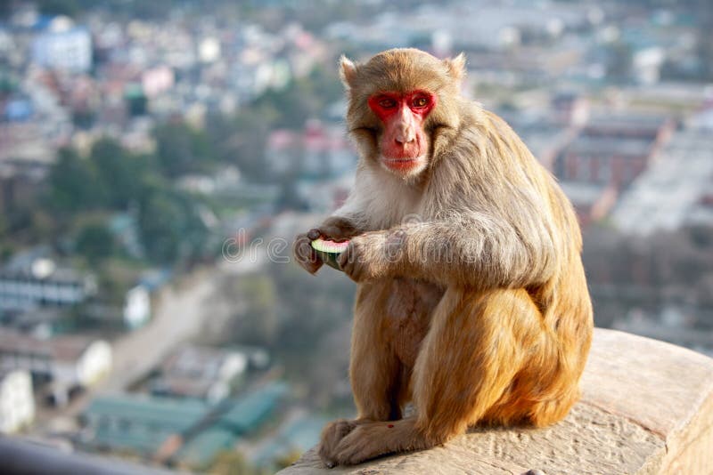Monkey Temple stock photo. Image of sunset, sacred, curiosity - 51274962