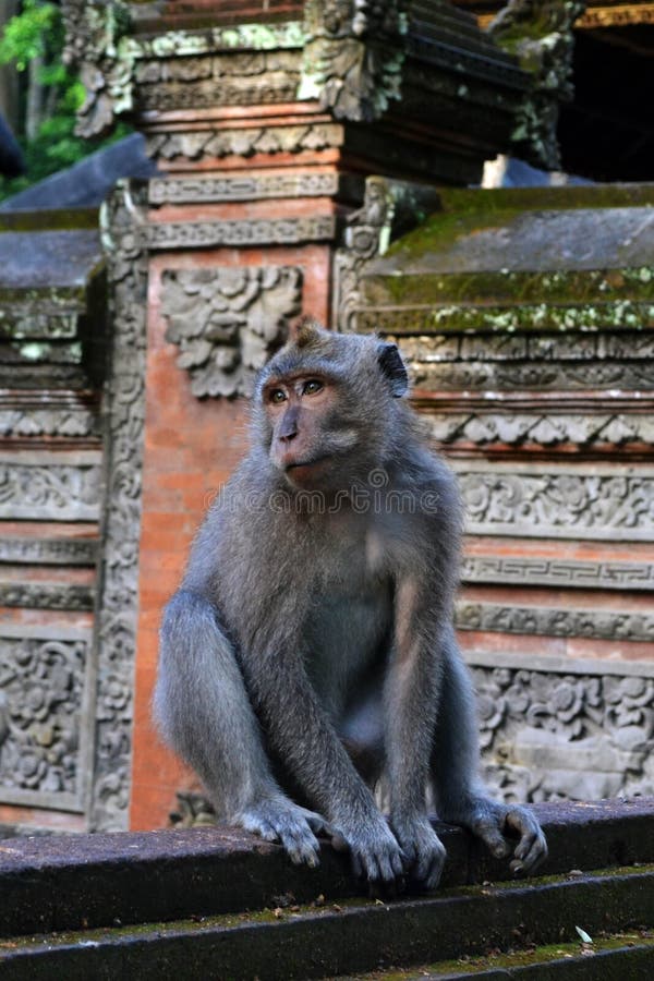 Monkey in the temple. stock photo. Image of monkey, temple - 95883088