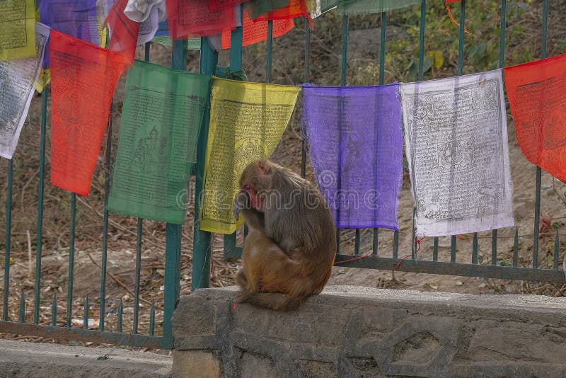 Monkey Temple in Kathmandu, Nepal, Swayambhunath Temple Stock Image ...