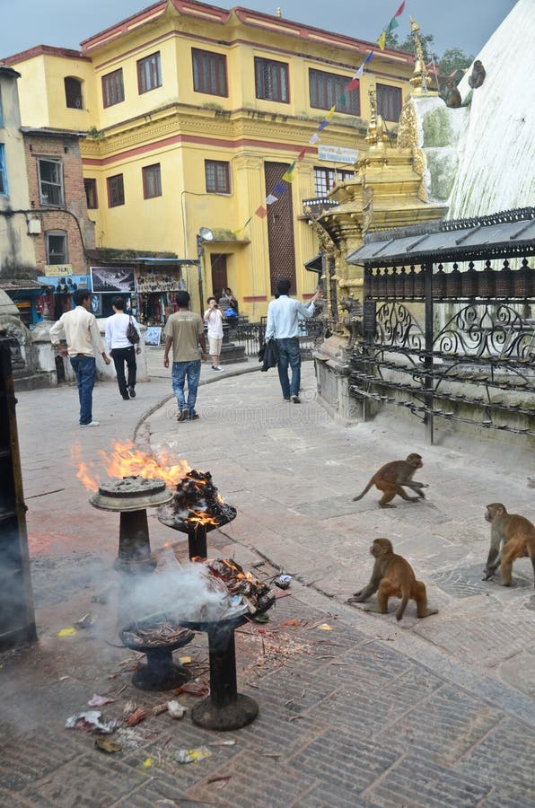 Monkey Temple in Nepal editorial stock image. Image of mammal - 22748919
