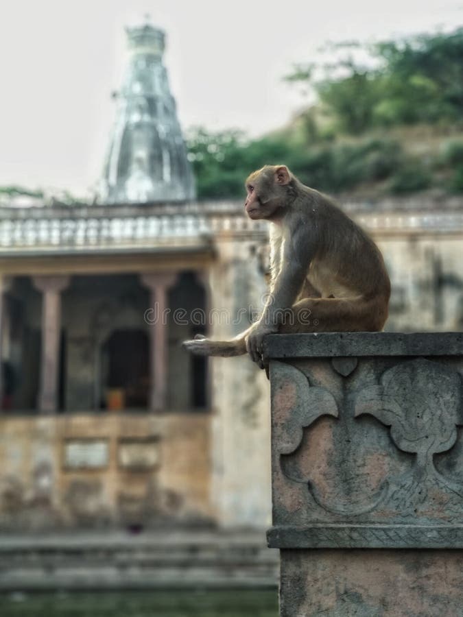 Monkey in the Temple stock photo. Image of temple, portrait - 134002852