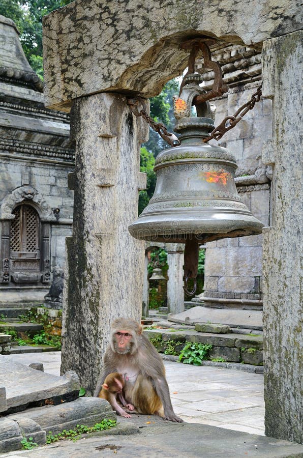 Monkeys family stock photo. Image of palace, outdoors - 34188748