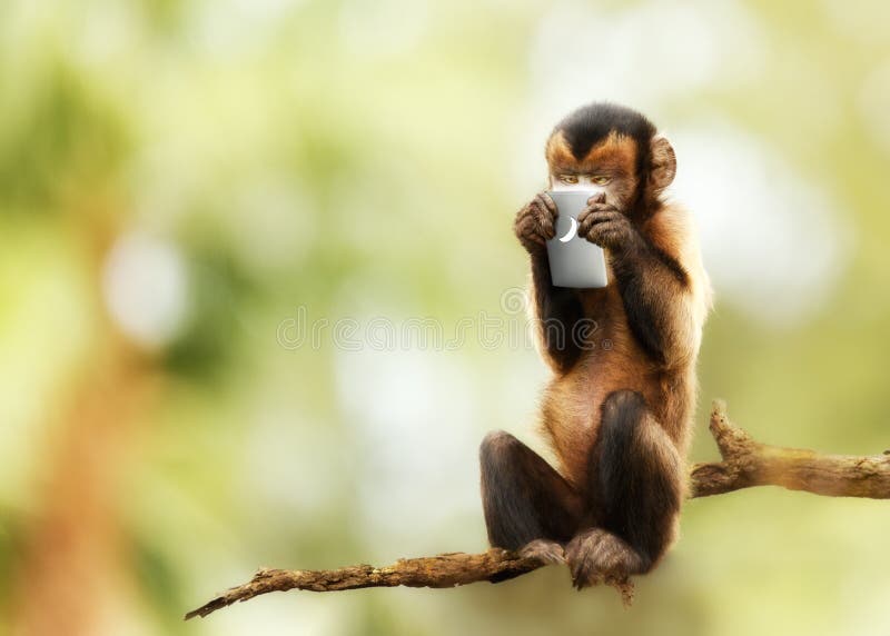 40,875 Funny Monkey Stock Photos - Free & Royalty-Free Stock Photos ...