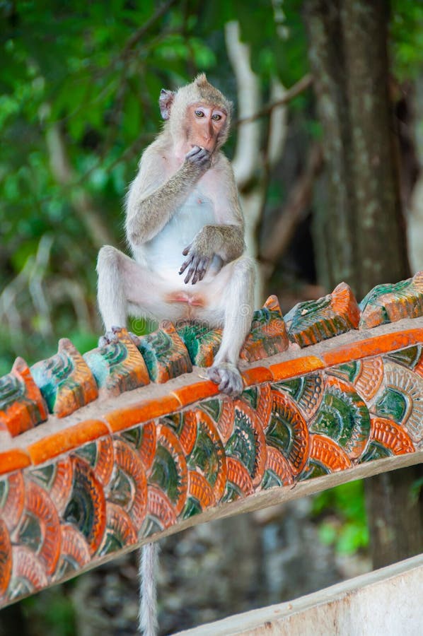 A monkey in Thai temple stock image. Image of alone - 190505693