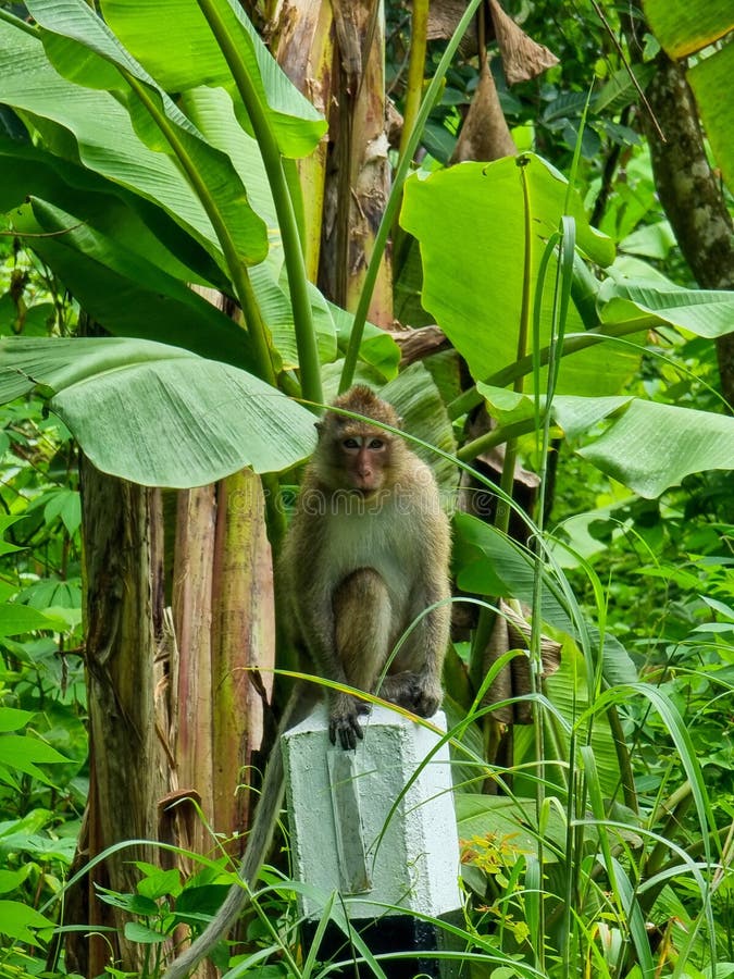 Monkey, Thailand, Asia stock photo. Image of mammal - 258796976