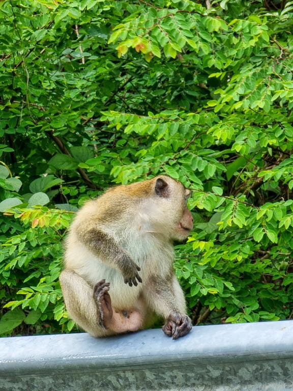 Monkey Chill, Thailand, Asia Stock Photo - Image of mammal, macaque ...