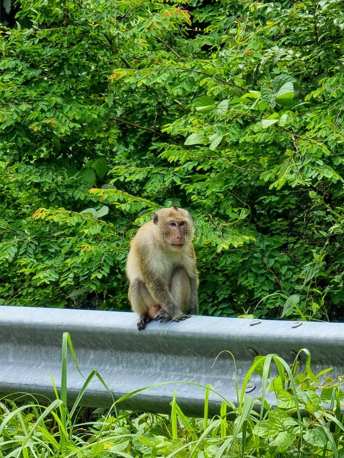 Monkey Chill, Thailand, Asia Stock Photo - Image of green, jungle ...