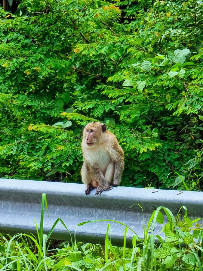 Monkey Chill, Thailand, Asia Stock Photo - Image of macaque, woodland ...