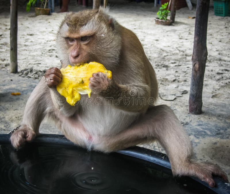 Monkey Eating Fruits in the Rain Forest of Khao Sok Sanctuary, Stock ...