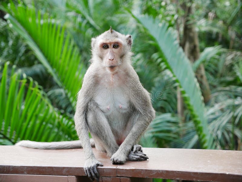 Monkey Thailand stock photo. Image of banana, head, sitting - 100694774