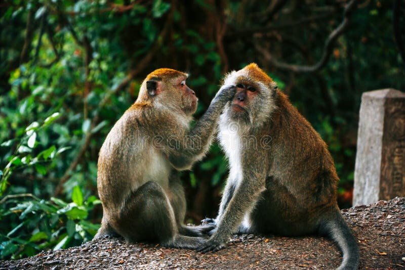 Monkey thailand stock photo. Image of cute, light, look - 81204882