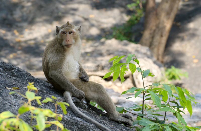 Monkey Thailand stock image. Image of thailand, exotic - 62330755