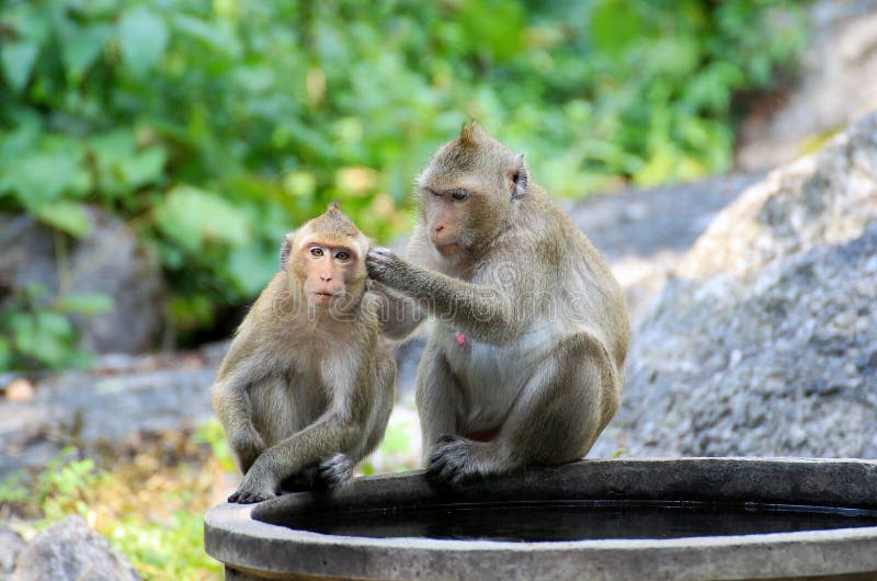 Monkey Thailand stock photo. Image of mammal, beasts - 62330812