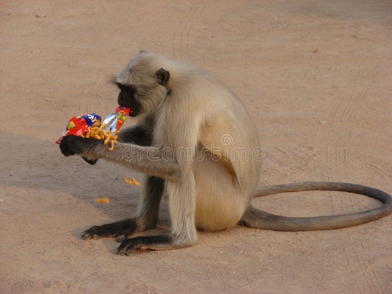 Monkey thief stock photo. Image of eating, yellow, animal - 28806192