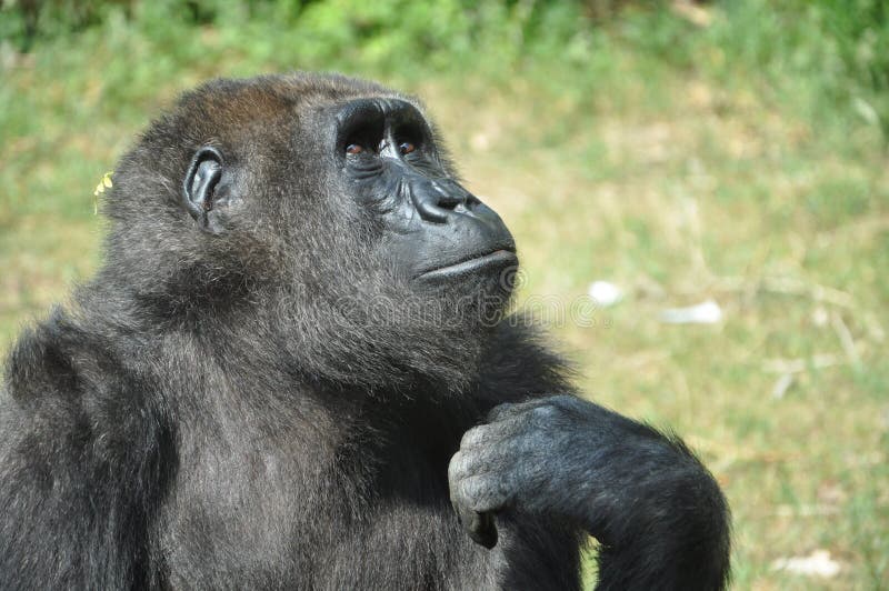 Monkey is thinking stock image. Image of lookingup, monkey - 50468483