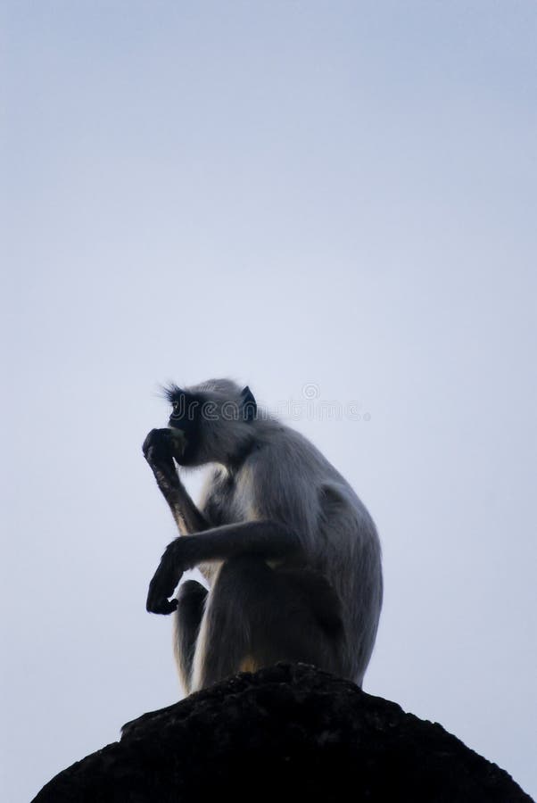 Monkey thinking stock image. Image of monkey, think, cute - 5771003