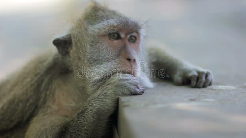 Monkey Thinking in Uluwatu Temple, Bali Stock Video - Video of cleaning ...