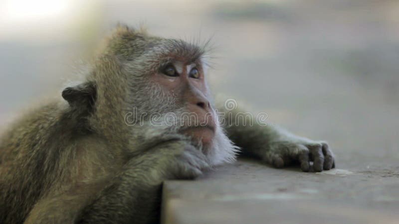 Monkey Thinking in Uluwatu Temple, Bali Stock Video Footage - Video of ...