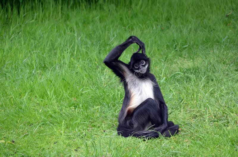 Monkey thinkink photo stock image. Image of tropical - 41144025