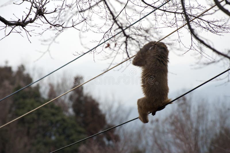 Monkey tight rope stock photo. Image of midair, overhead - 255023124