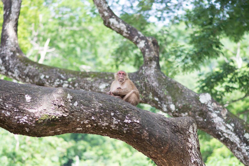 Monkey stock photo. Image of district, mountain, nipon - 42196862