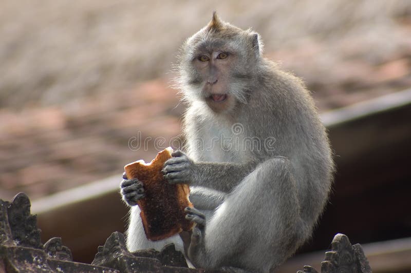 Monkey with Toast stock photo. Image of malaysia, small - 6313638