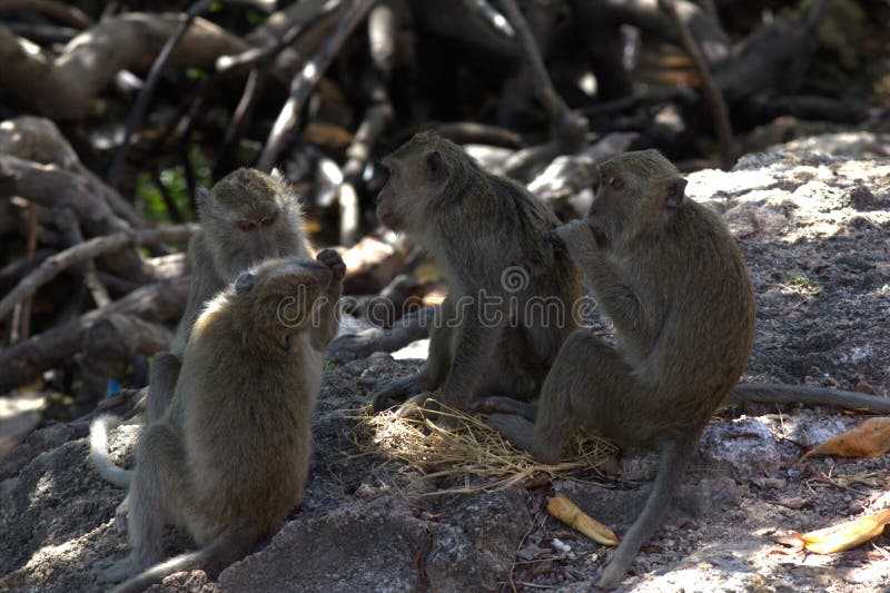 Monkey toilet stock image. Image of friends, hand, groom - 69667061