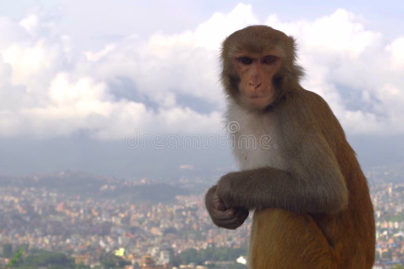 Monkey at the top stock photo. Image of kathmandu, captured - 50542940