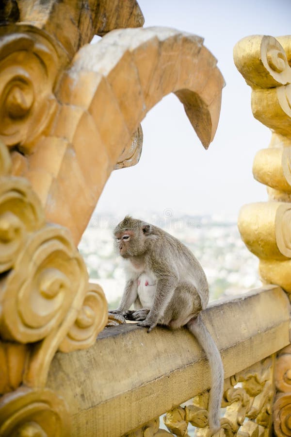 106 Bubble Monkey Stock Photos - Free & Royalty-Free Stock Photos from ...