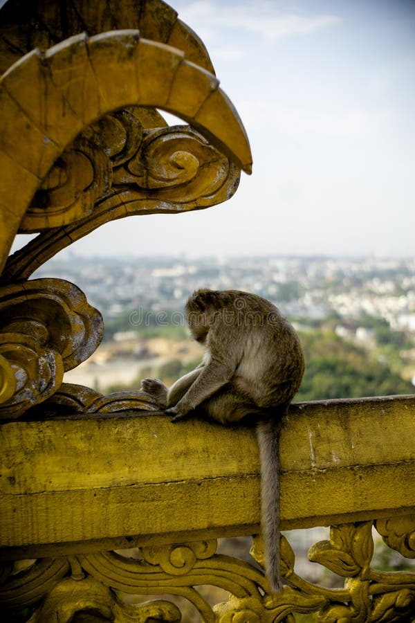 Monkey on Top of the Hill with Churches Stock Photo - Image of massive ...