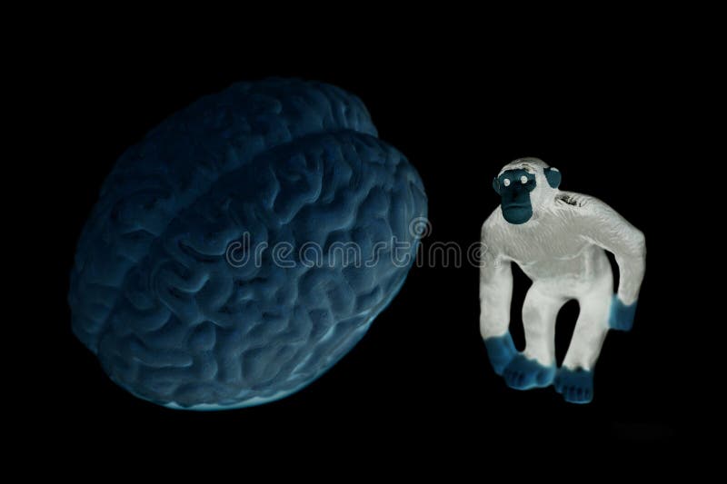 Human Brain Anatomical Model with Key Stock Image - Image of ...
