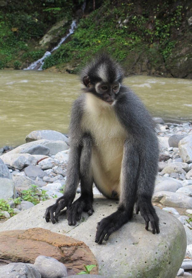 Monkey Trachypithecus Poliocephalus (Indonesian Lutung) Part 6 Stock ...