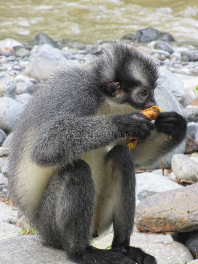 Monkey Trachypithecus Poliocephalus (Indonesian Lutung) Part 3 Stock ...