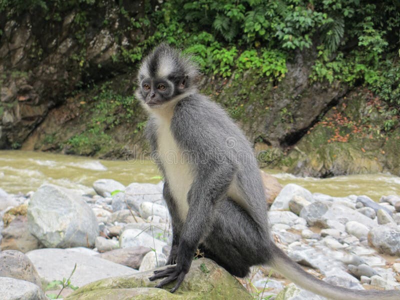 Monkey Trachypithecus Poliocephalus (Indonesian Lutung) Part 8 Stock ...