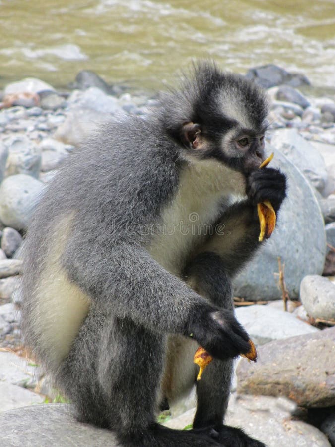 Monkey Trachypithecus Poliocephalus (Indonesian Lutung) Part 4 Stock ...