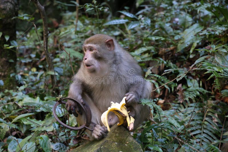 Monkey in a trap stock photo. Image of banana, china - 64400846
