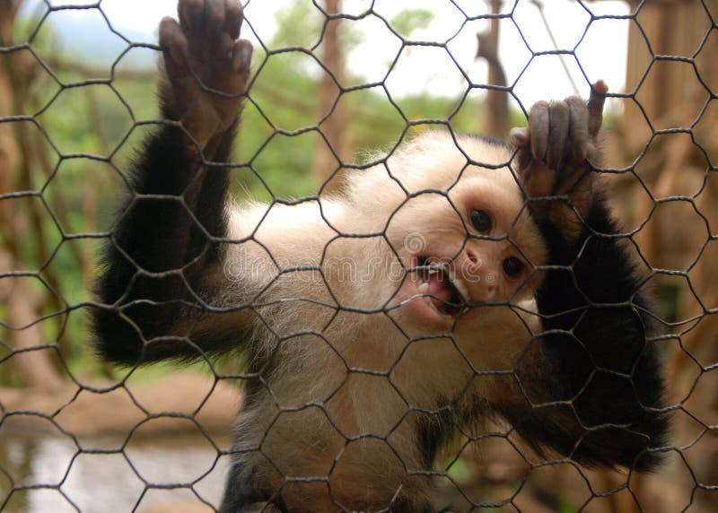 Monkey Trapped stock image. Image of scared, black, trap - 5326825